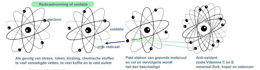 The Science behind Squalene. Science for Life.